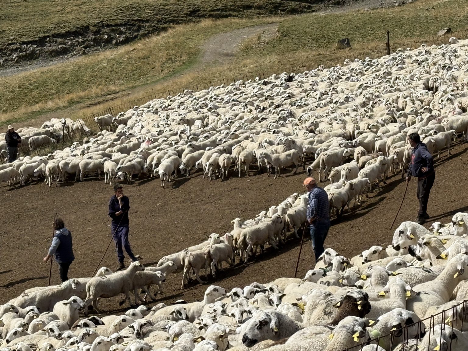 Milers d'ovelles baixen de la muntanya de Seurí on han passat l'estiu ...